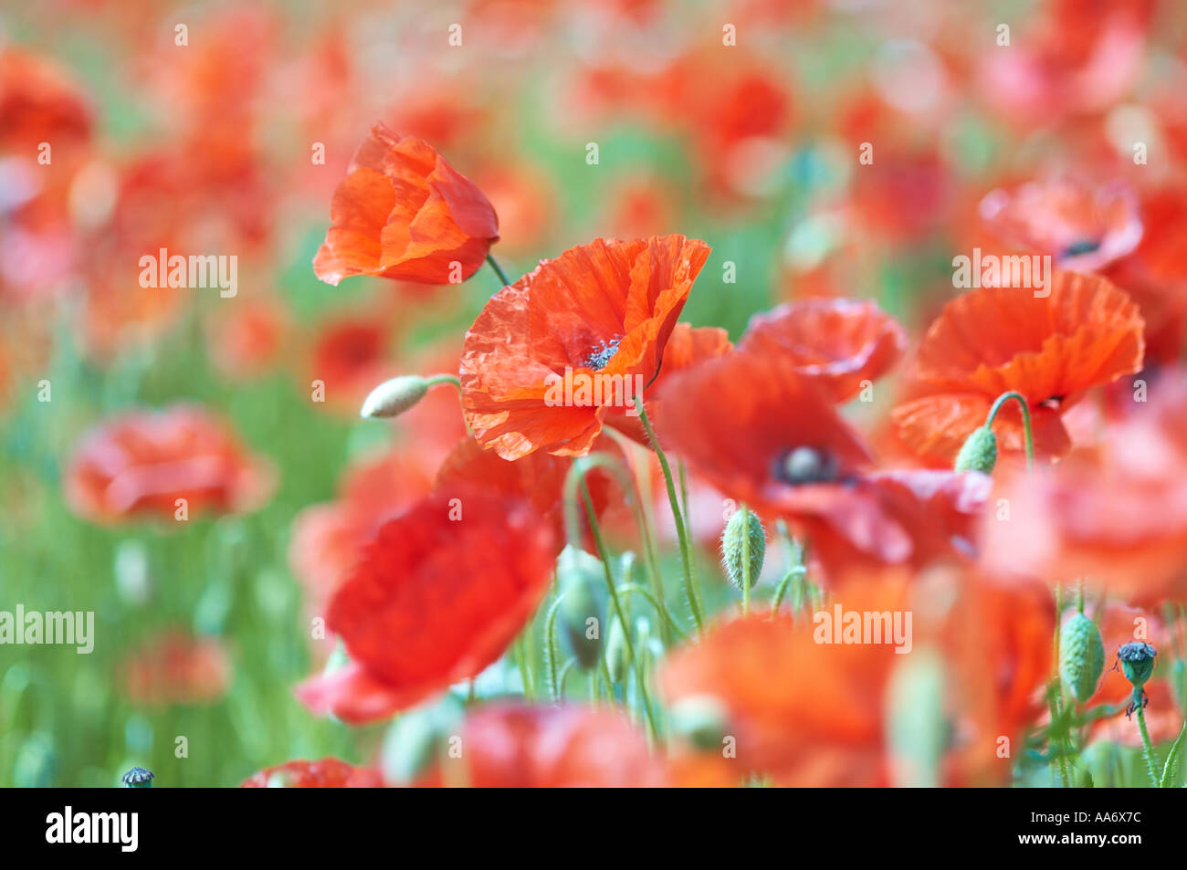 poppy fields Field of flowering poppies land, farm, farmland Stock ...