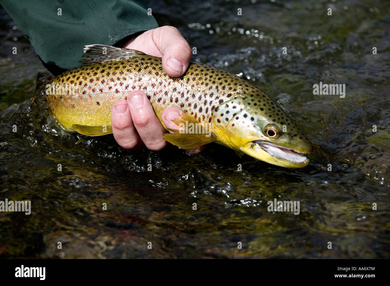 Releasing a brown trout Stock Photo - Alamy