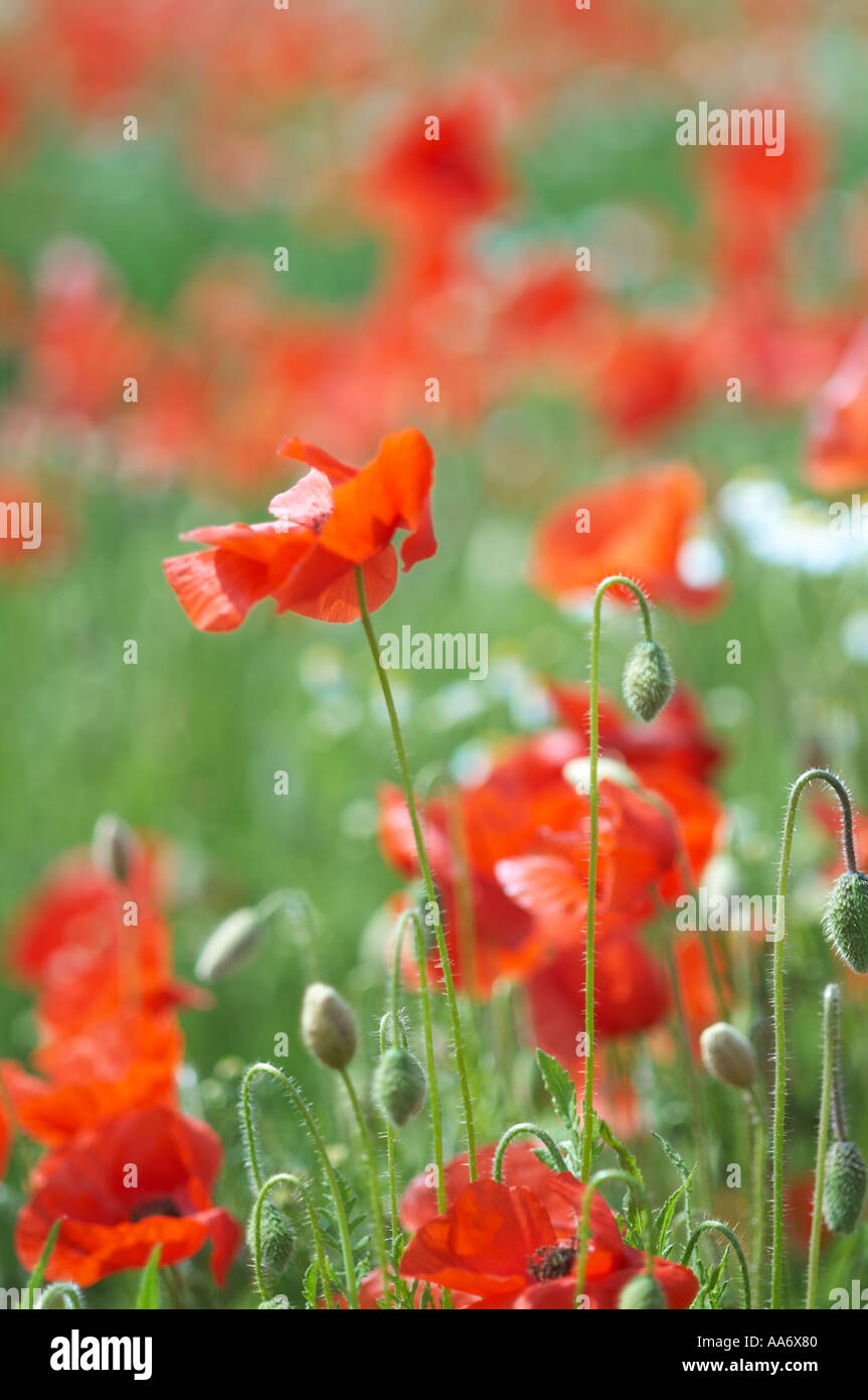 poppy fields Field of flowering poppies land, farm, farmland Stock ...