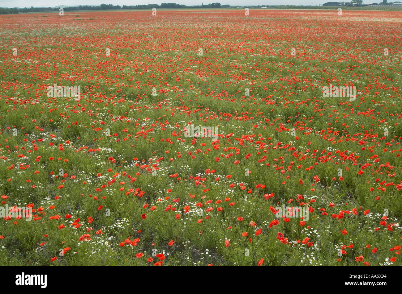 poppy fields Field of flowering poppies land, farm, farmland Stock ...