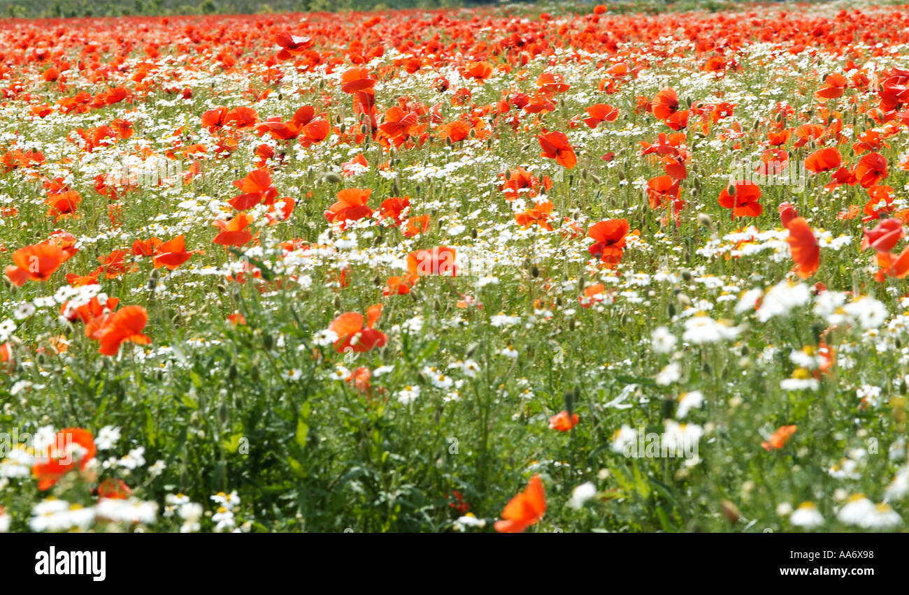 Pharmaceuticalland hi-res stock photography and images - Alamy