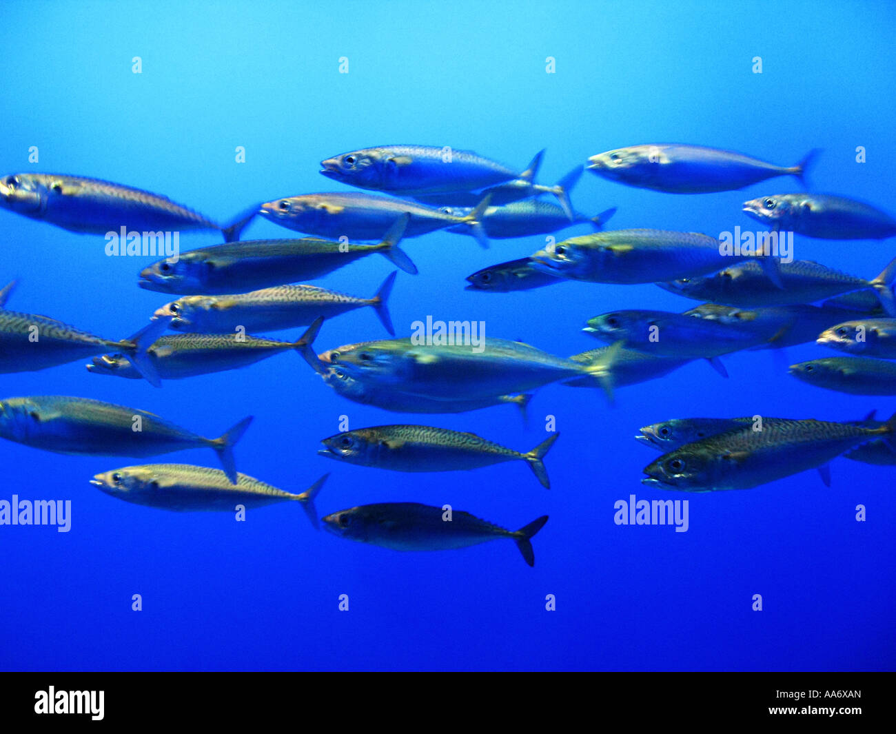 school of fish Stock Photo - Alamy