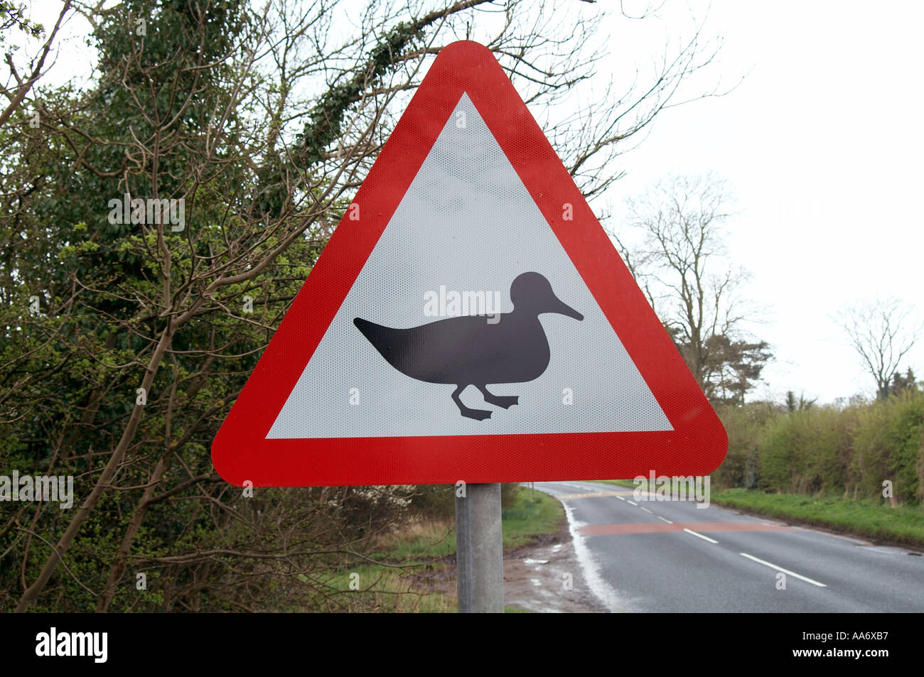 Warning Ducks crossing road sign Stock Photo - Alamy