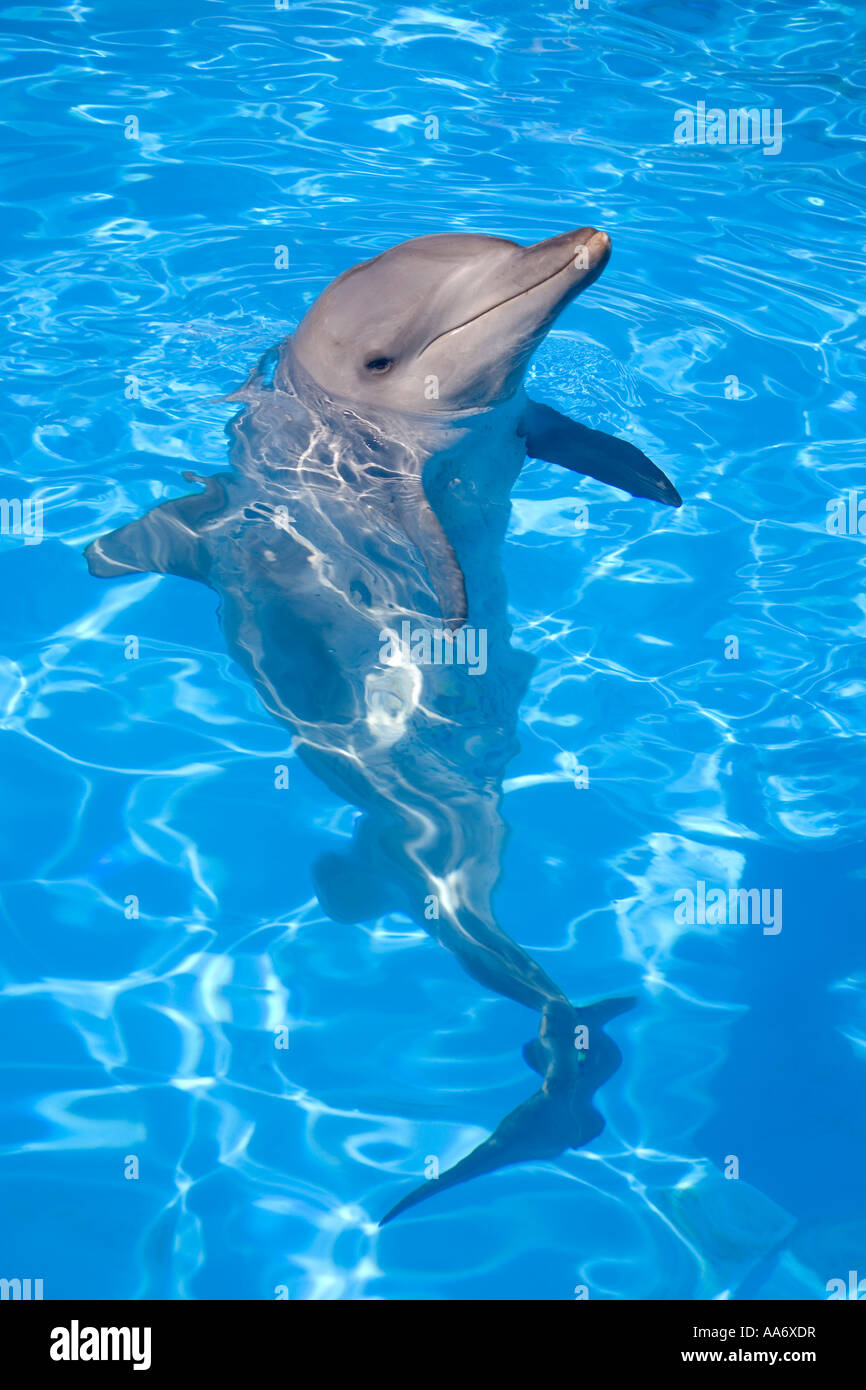 Underwater dolphin vertical hi-res stock photography and images - Alamy