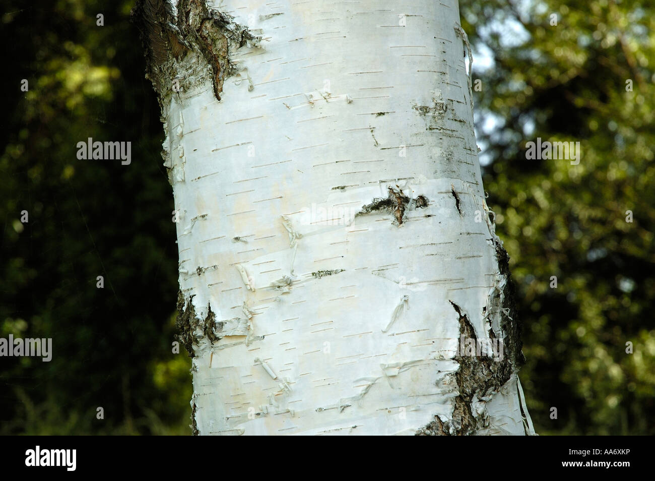 Birch tree trunk Stock Photo - Alamy