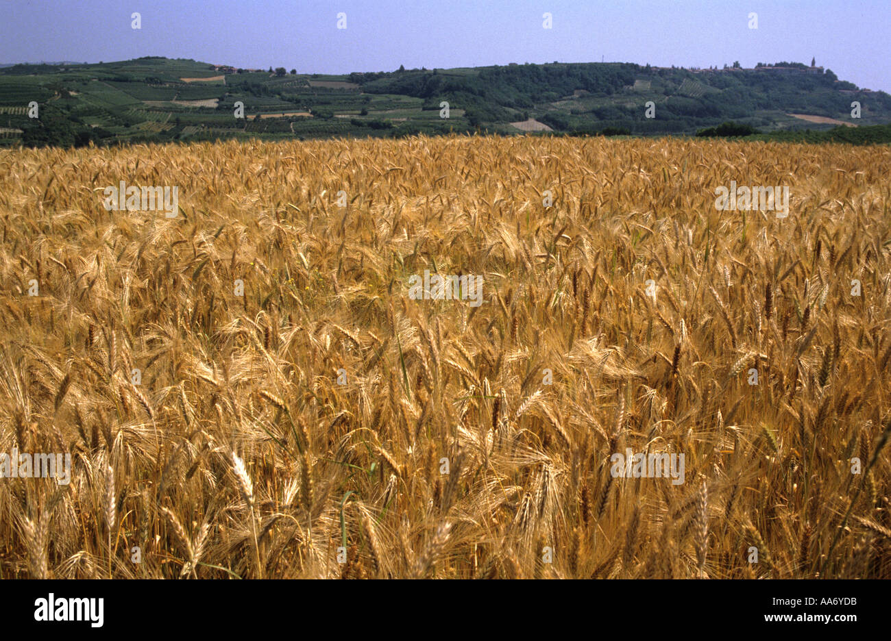 A Field of Barley in Ireland Stock Photo - Alamy