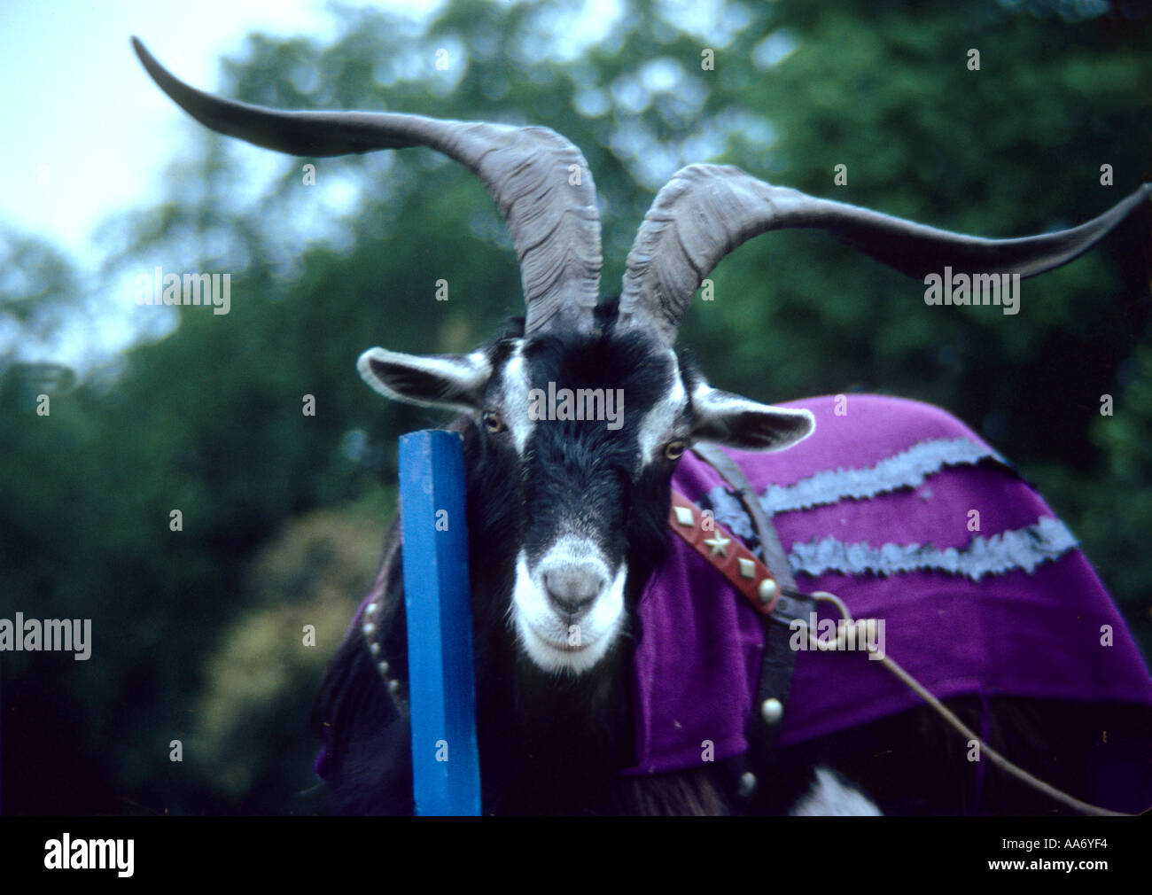 King Puck overseas the Fair at PUCK FAIR KILLORGAN IRELAND Stock Photo ...