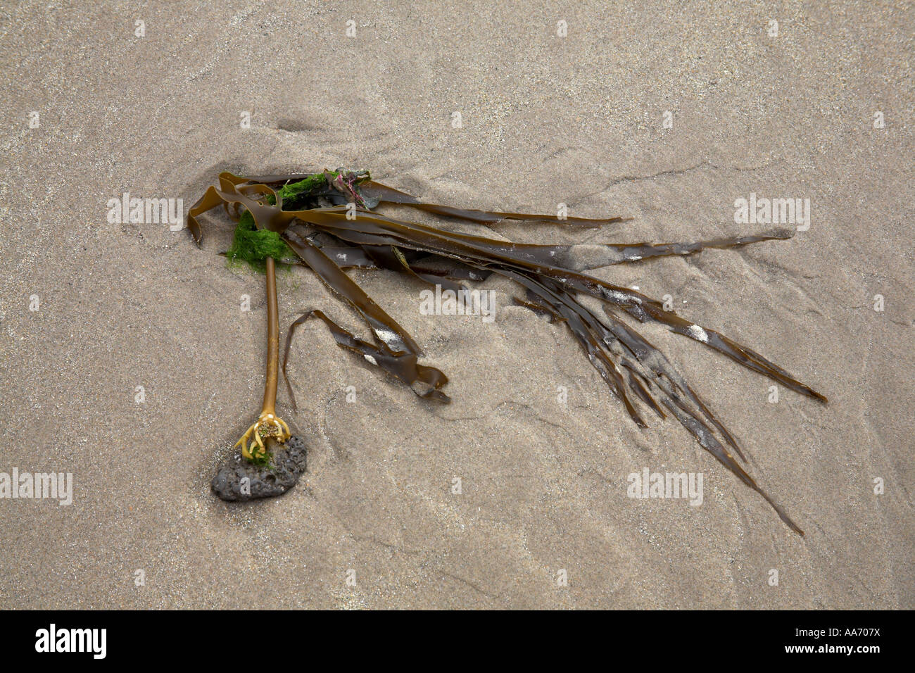 Oarweed Laminaria digitata seaweed on the beach at Budle Bay ...