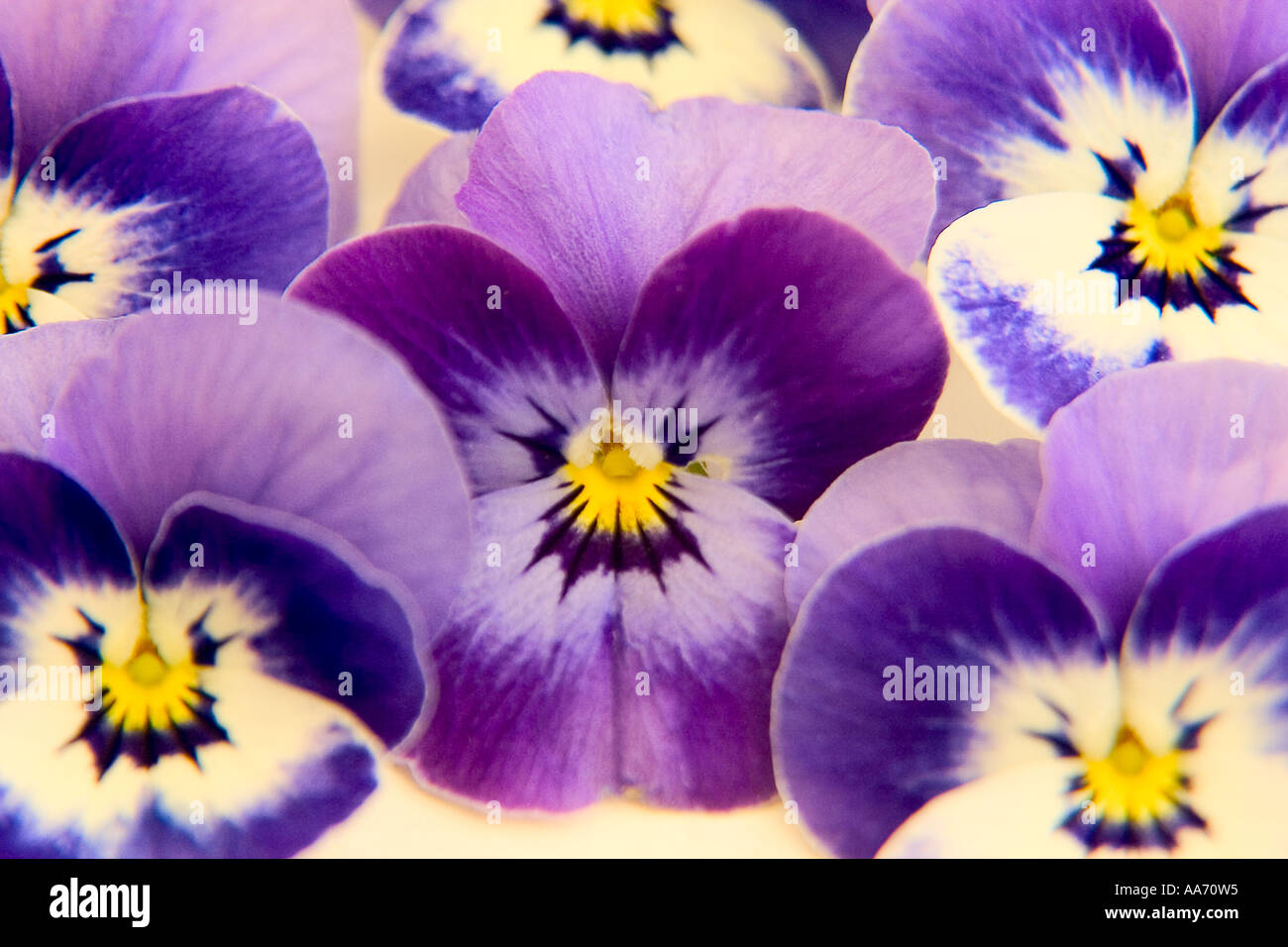 Common pansy hi-res stock photography and images - Alamy