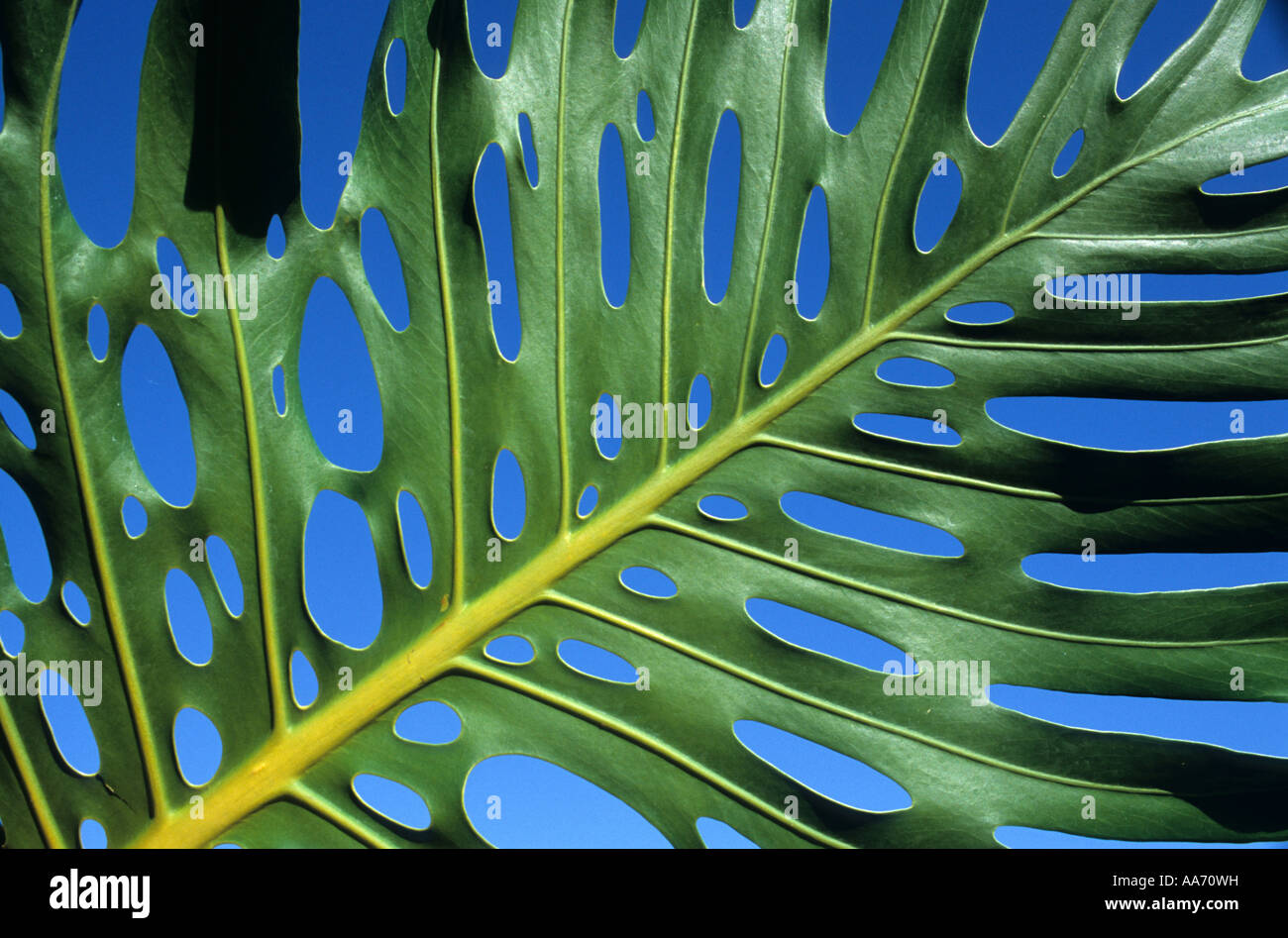 Plant ceriman leaf hi-res stock photography and images - Alamy