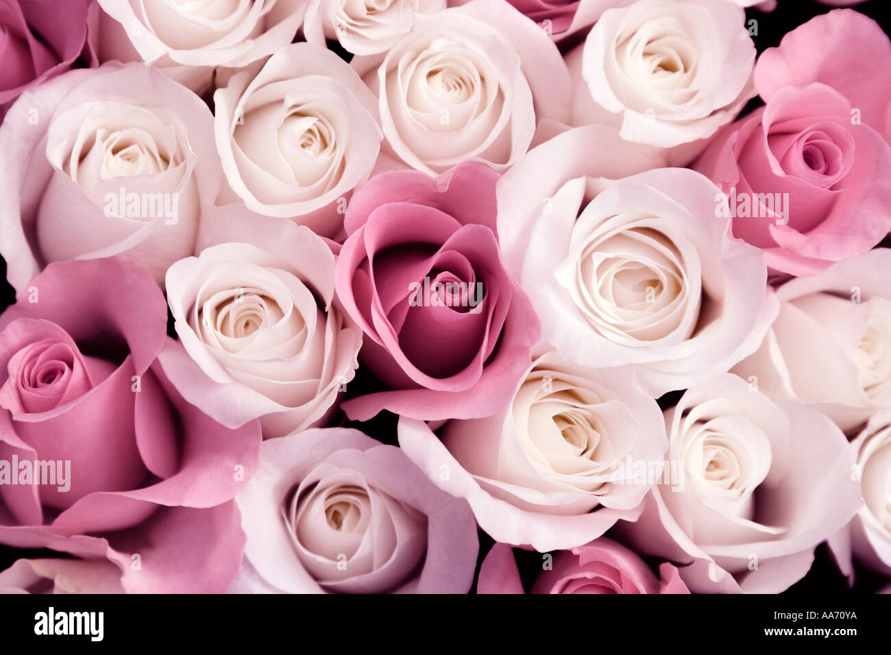 Bunches of pink roses hi-res stock photography and images - Alamy