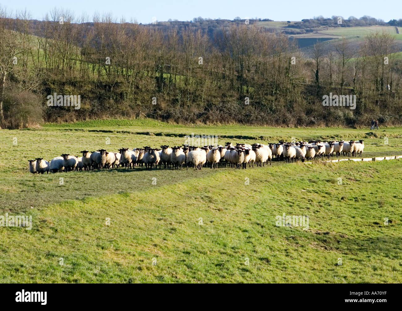 Common name: Flock of sheep Stock Photo - Alamy