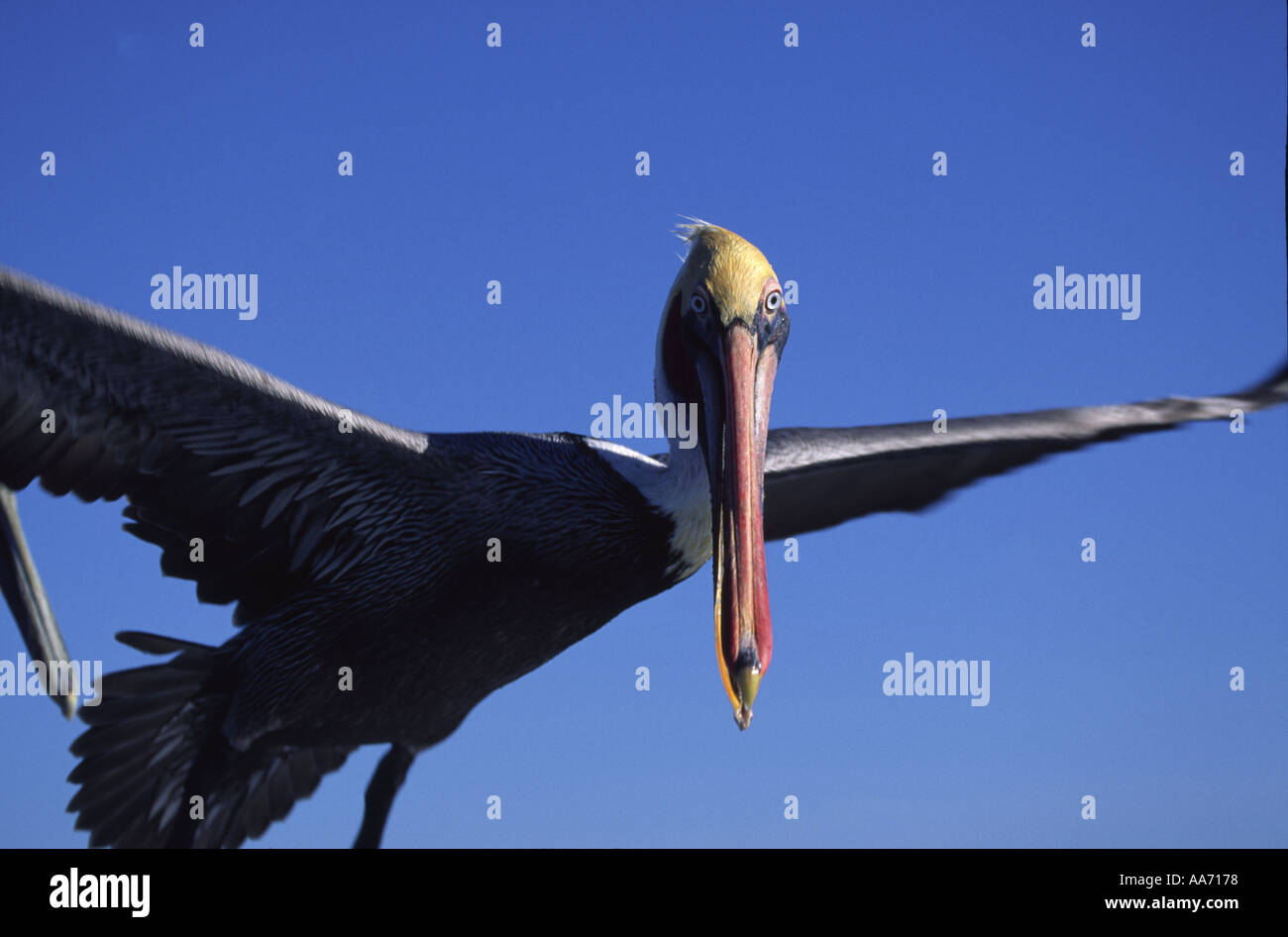 Pelican Cabo San Lucas Baja California Mexico Stock Photo - Alamy