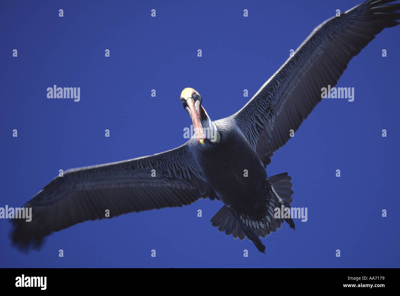 Pelican Cabo San Lucas Baja California Mexico Stock Photo - Alamy