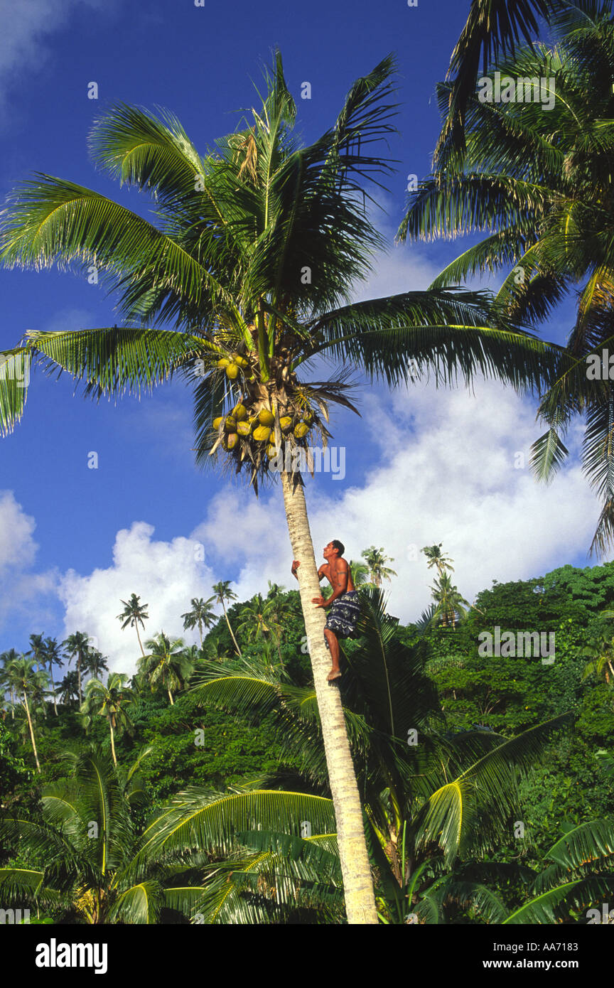 Coconut tree samoa hi-res stock photography and images - Alamy