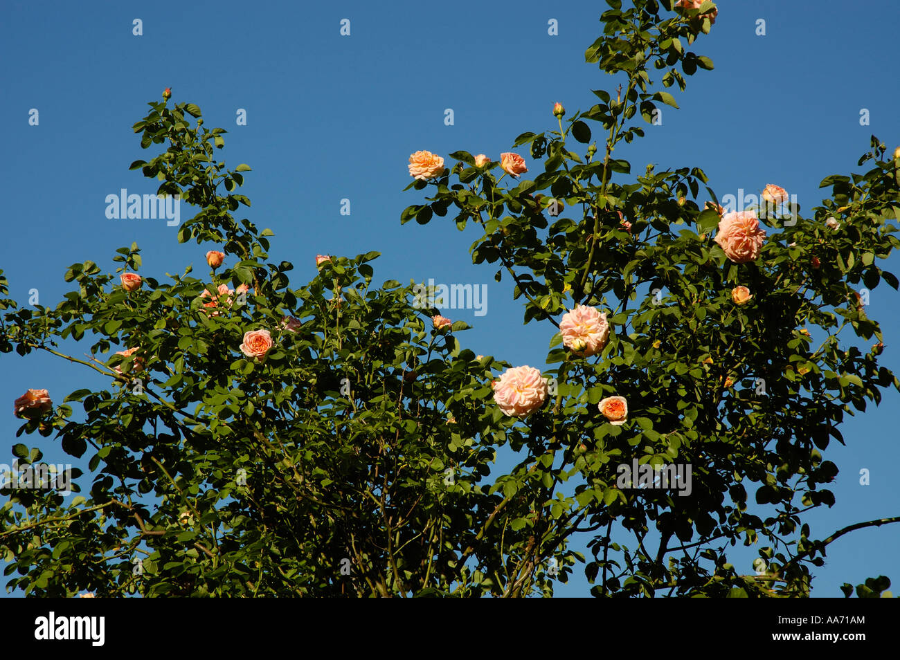 Shrub rose awakening hi-res stock photography and images - Alamy