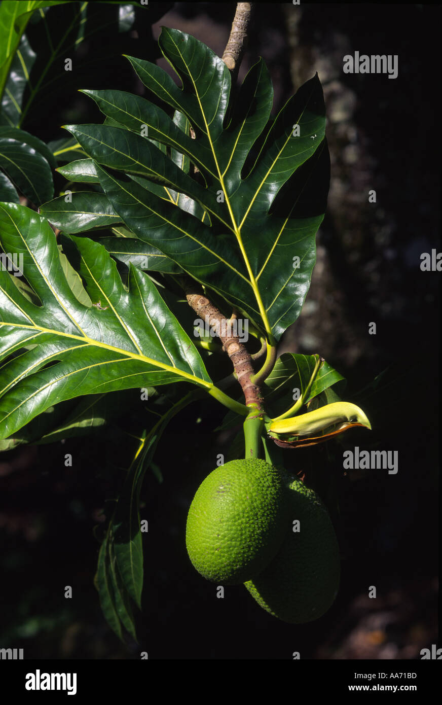 Breadfruit tree hawaii hi-res stock photography and images - Alamy