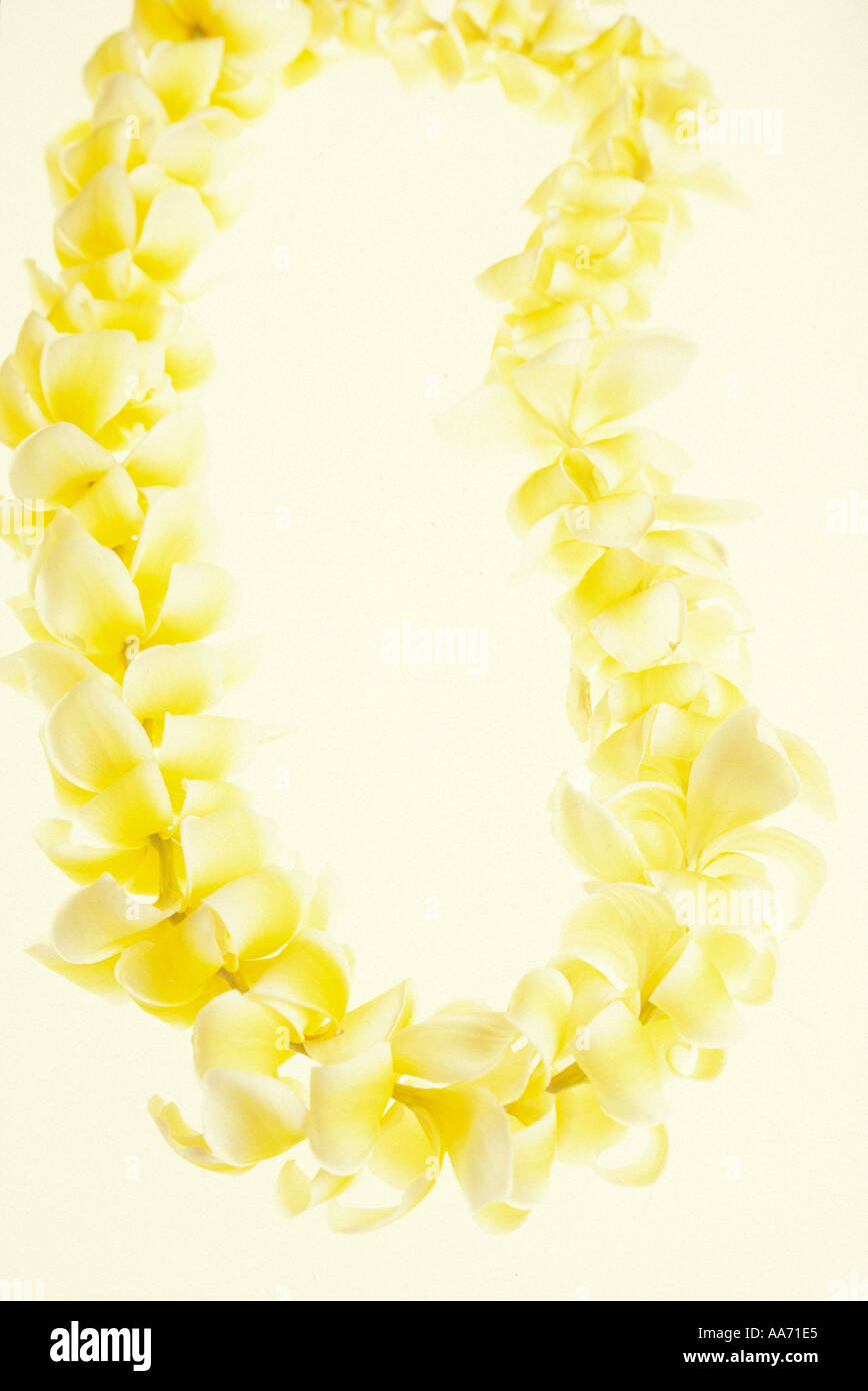 Plumeria flower lei Hawaii Stock Photo - Alamy