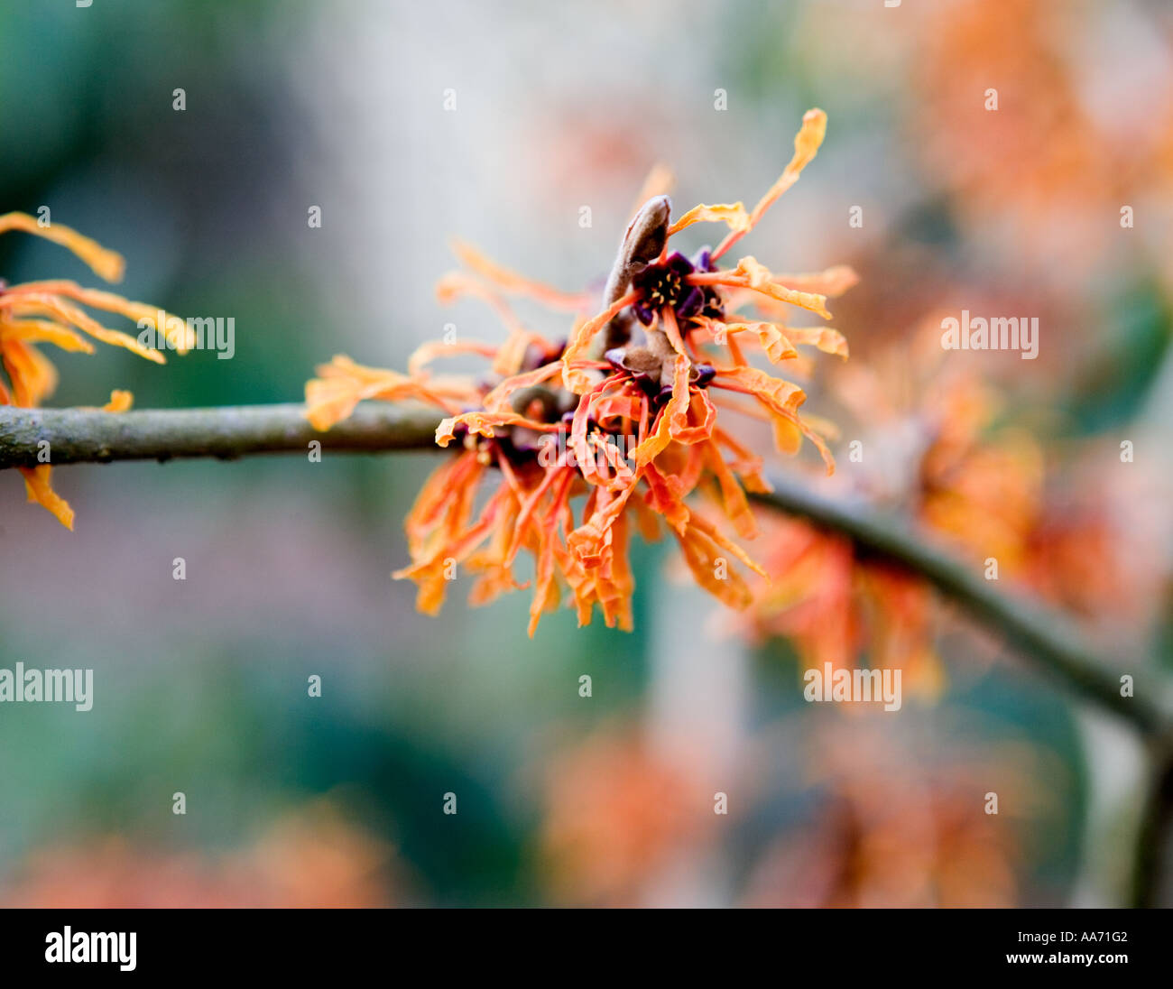 COMMON NAME: Witch hazel LATIN NAME Hamamelis Aphrodite Stock Photo - Alamy