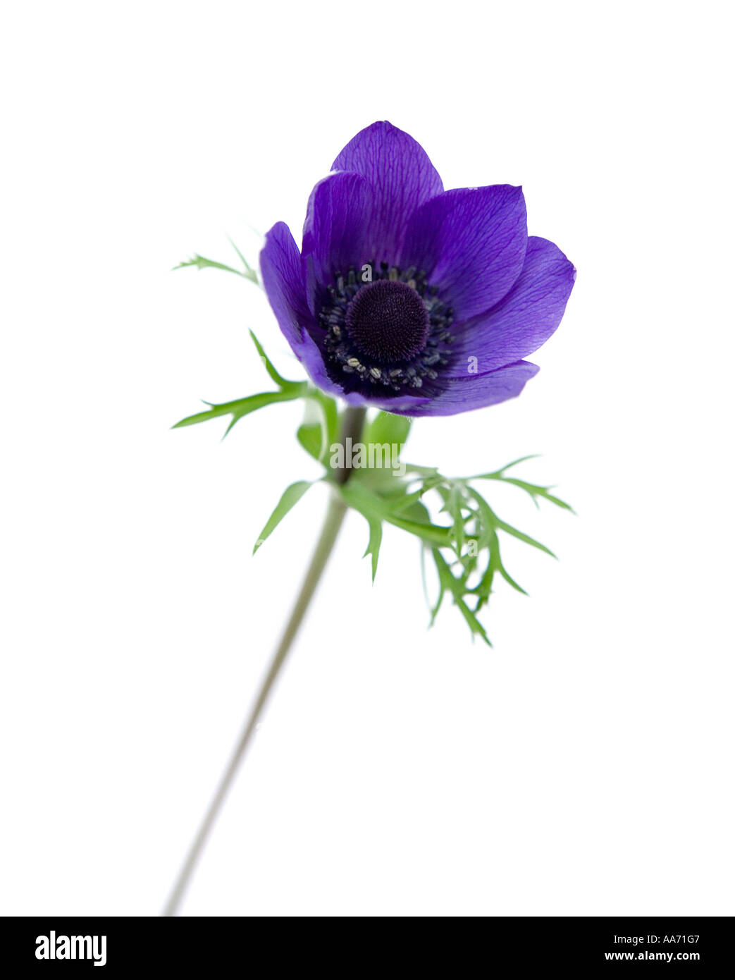 Purple anemone hi-res stock photography and images - Alamy