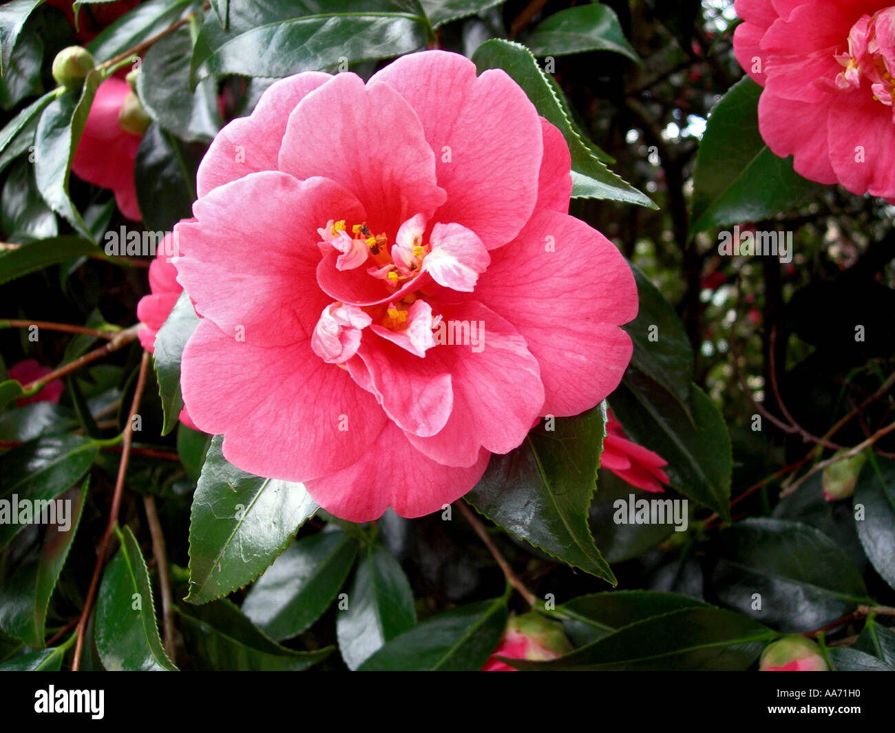Flowering Camellia with glossy green leaves Stock Photo - Alamy