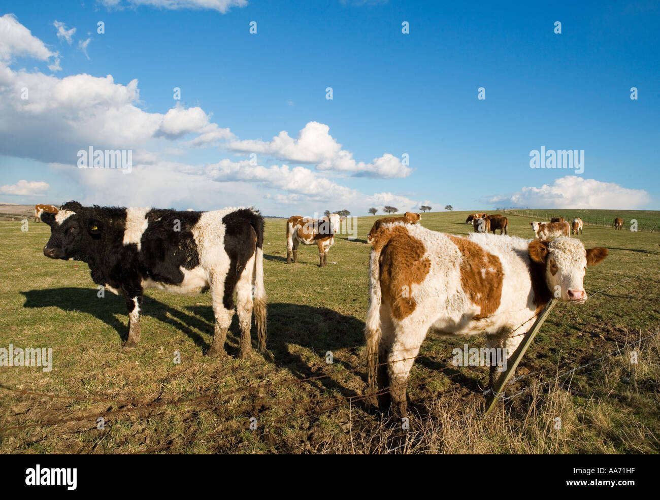 Freerange dairy cows grazing in open pasture land Stock Photo - Alamy