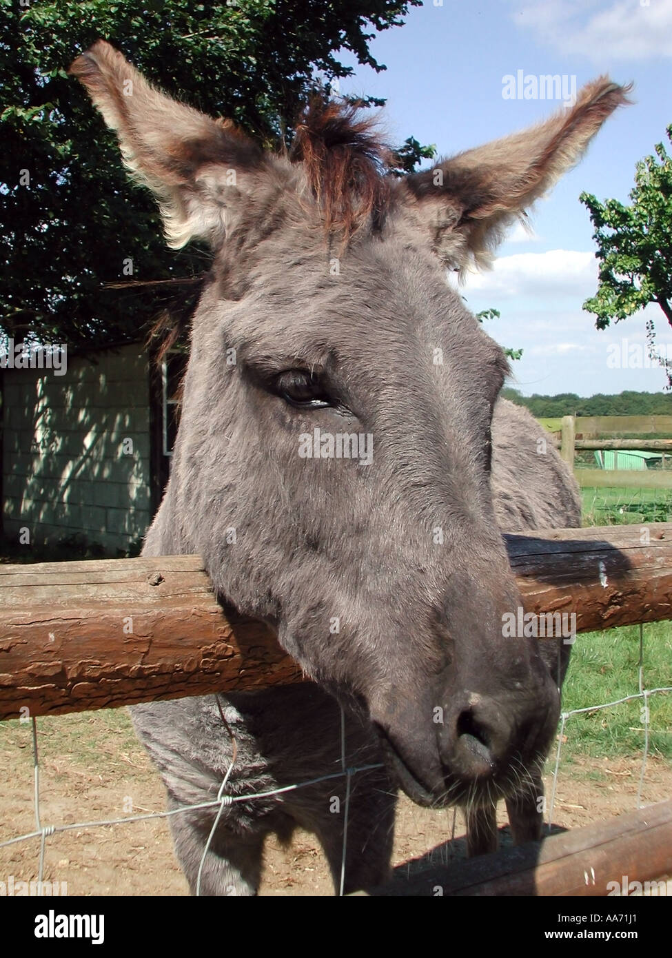 Grey donkey looking over wooden gate at a children's zoo Stock Photo ...