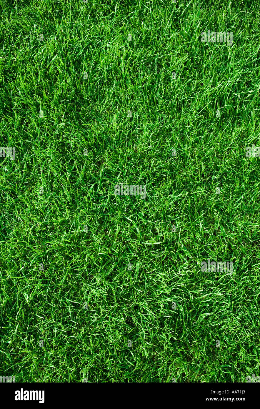 Full bleed shot of lawn grass Stock Photo - Alamy