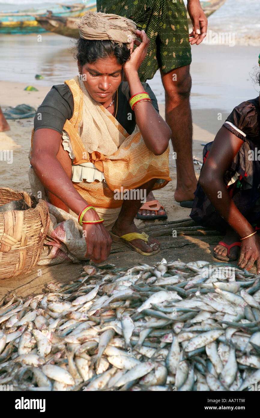 Landing fish at Puri beach, Orissa, India Stock Photo - Alamy