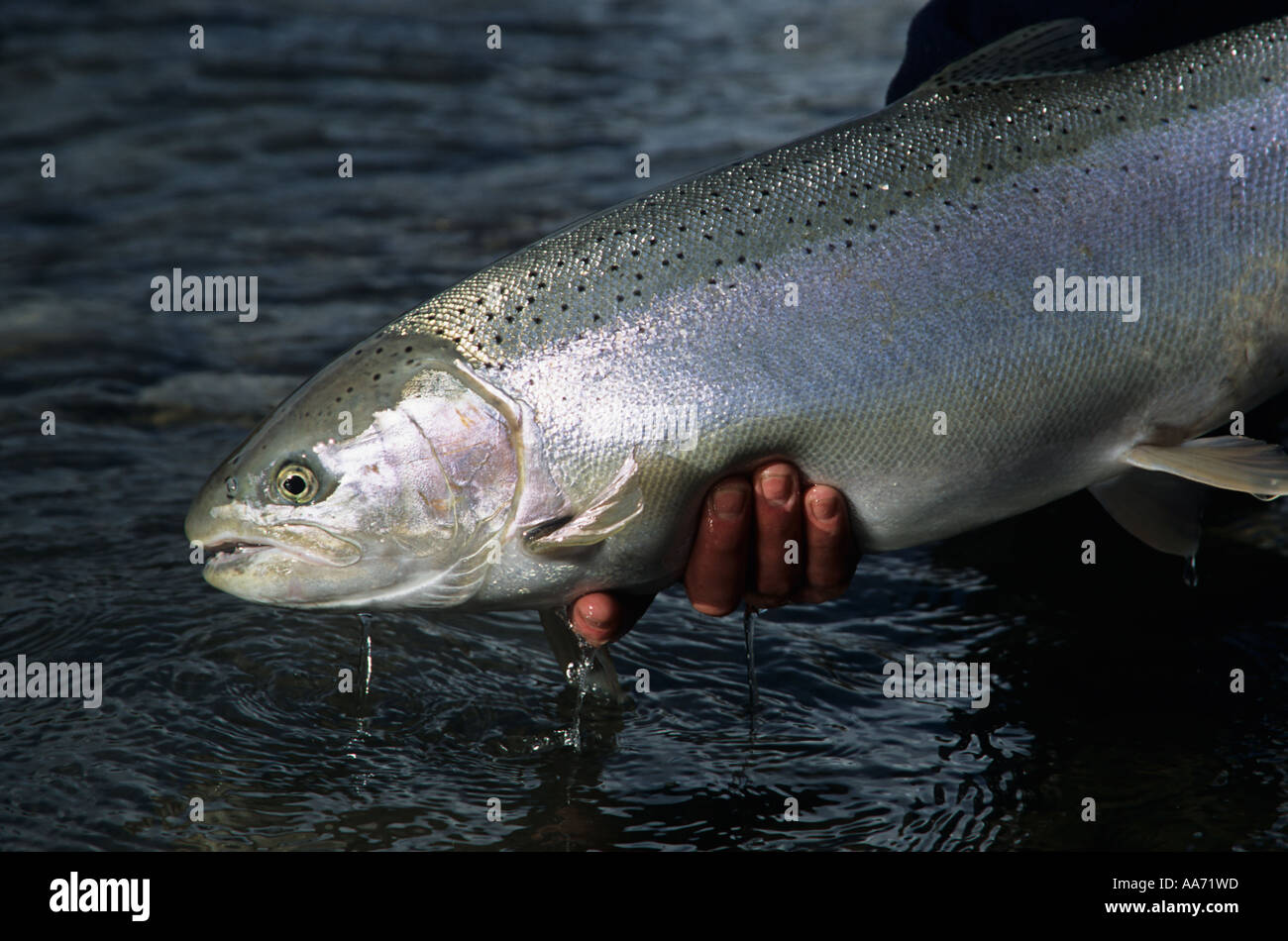 Steelhead about to be released Kitsumkalum river Terrace BC Stock Photo ...