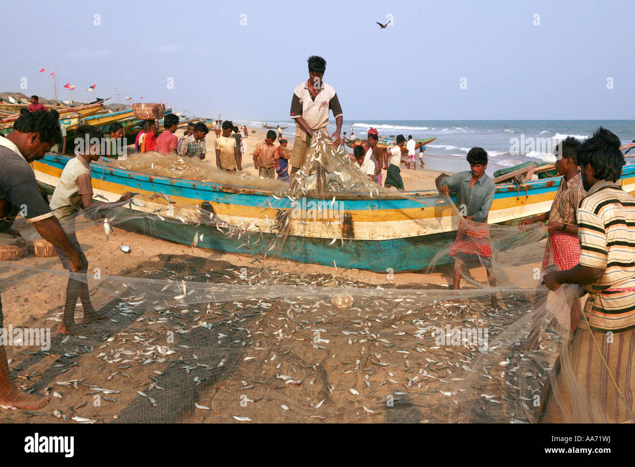 Landing fish at Puri beach, Orissa, India Stock Photo - Alamy