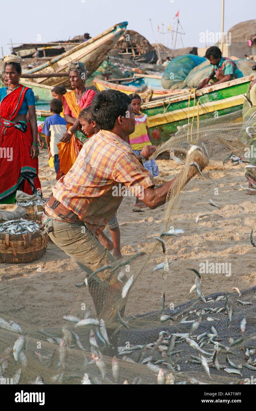 Landing fish at Puri beach, Orissa, India Stock Photo - Alamy