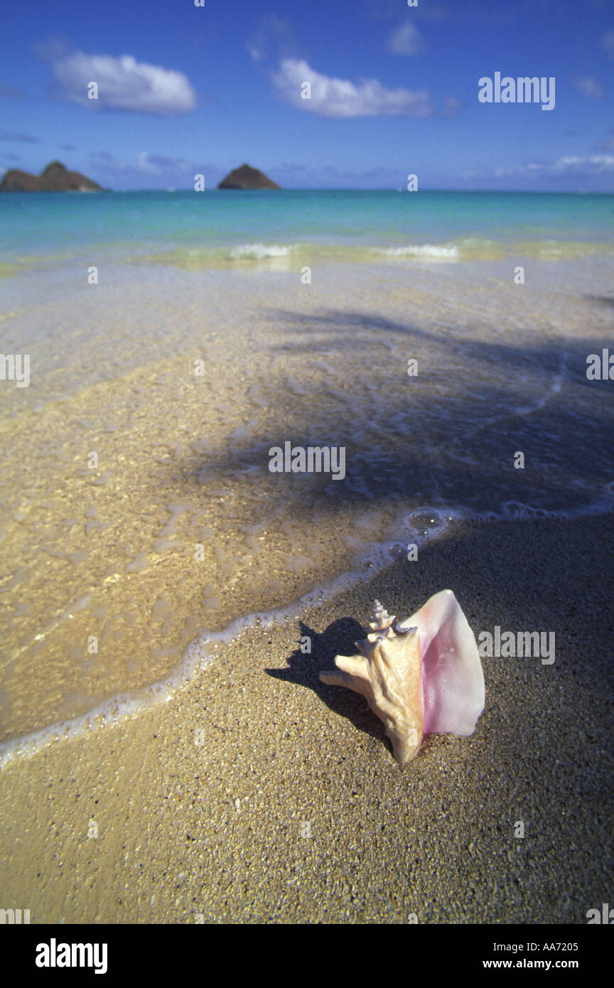 Conch shell not native Lanikai Beach Oahu Hawaii Stock Photo - Alamy