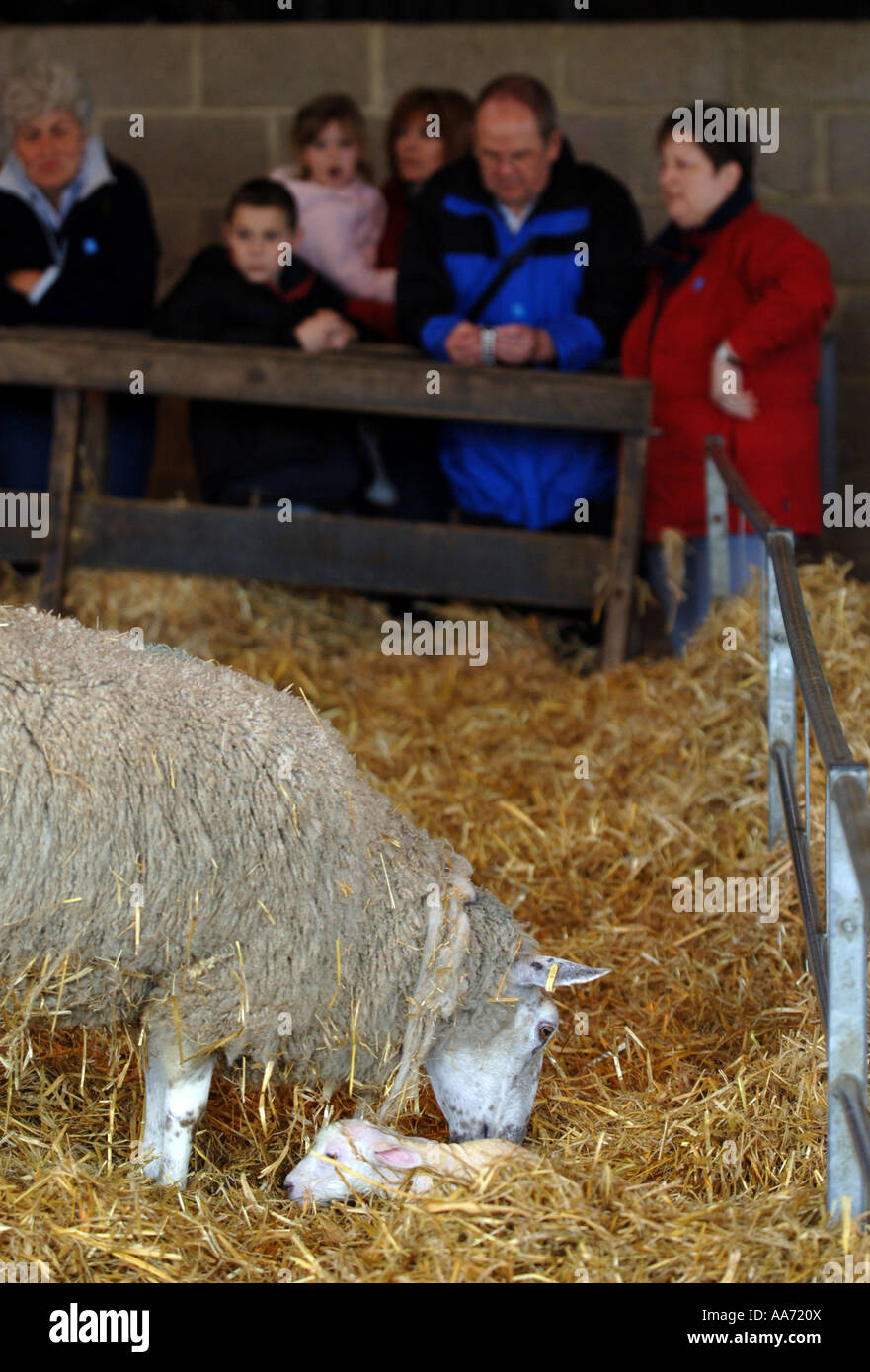 Lamb being born hi-res stock photography and images - Alamy