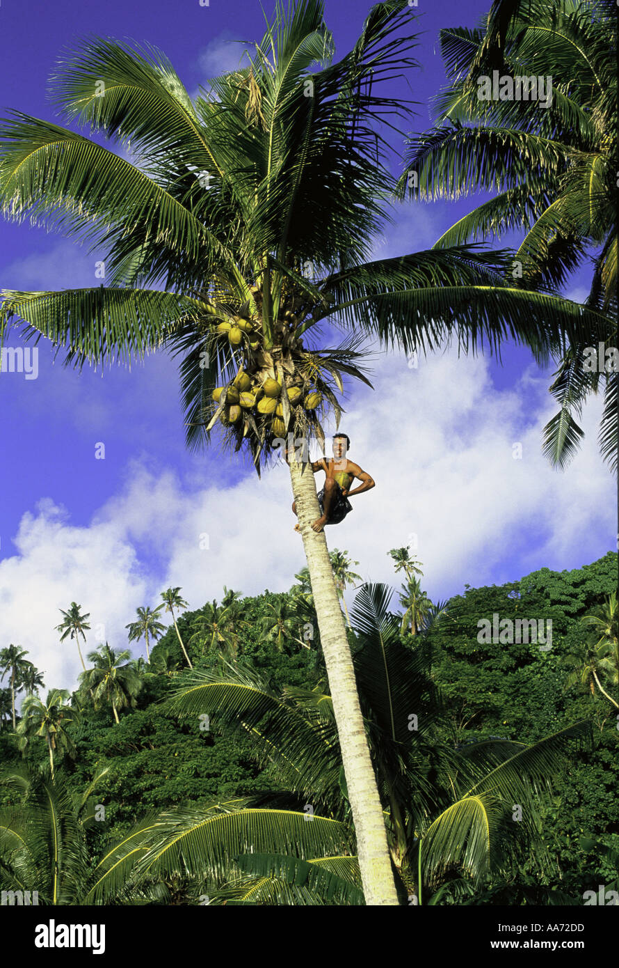 Coconut tree Samoa Stock Photo - Alamy