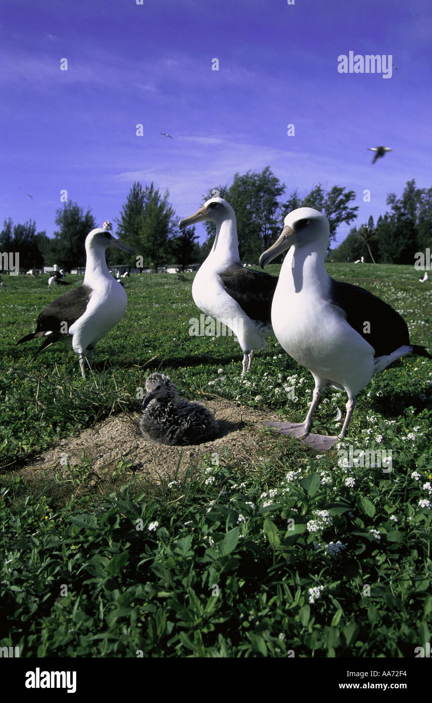 Albatross Midway Island N W Hawaiian Chain Stock Photo - Alamy