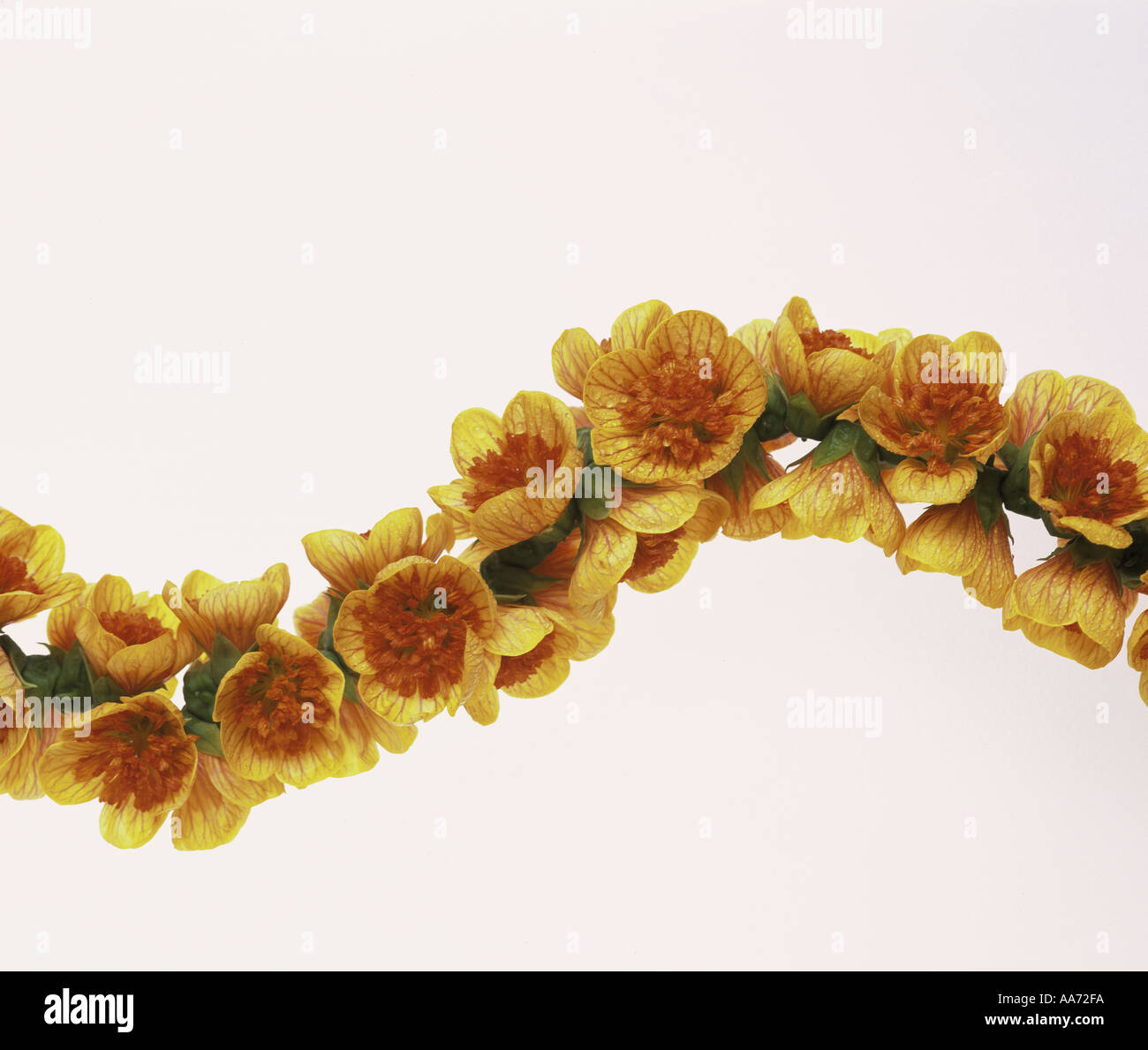 Ilima lei hawaii hi-res stock photography and images - Alamy