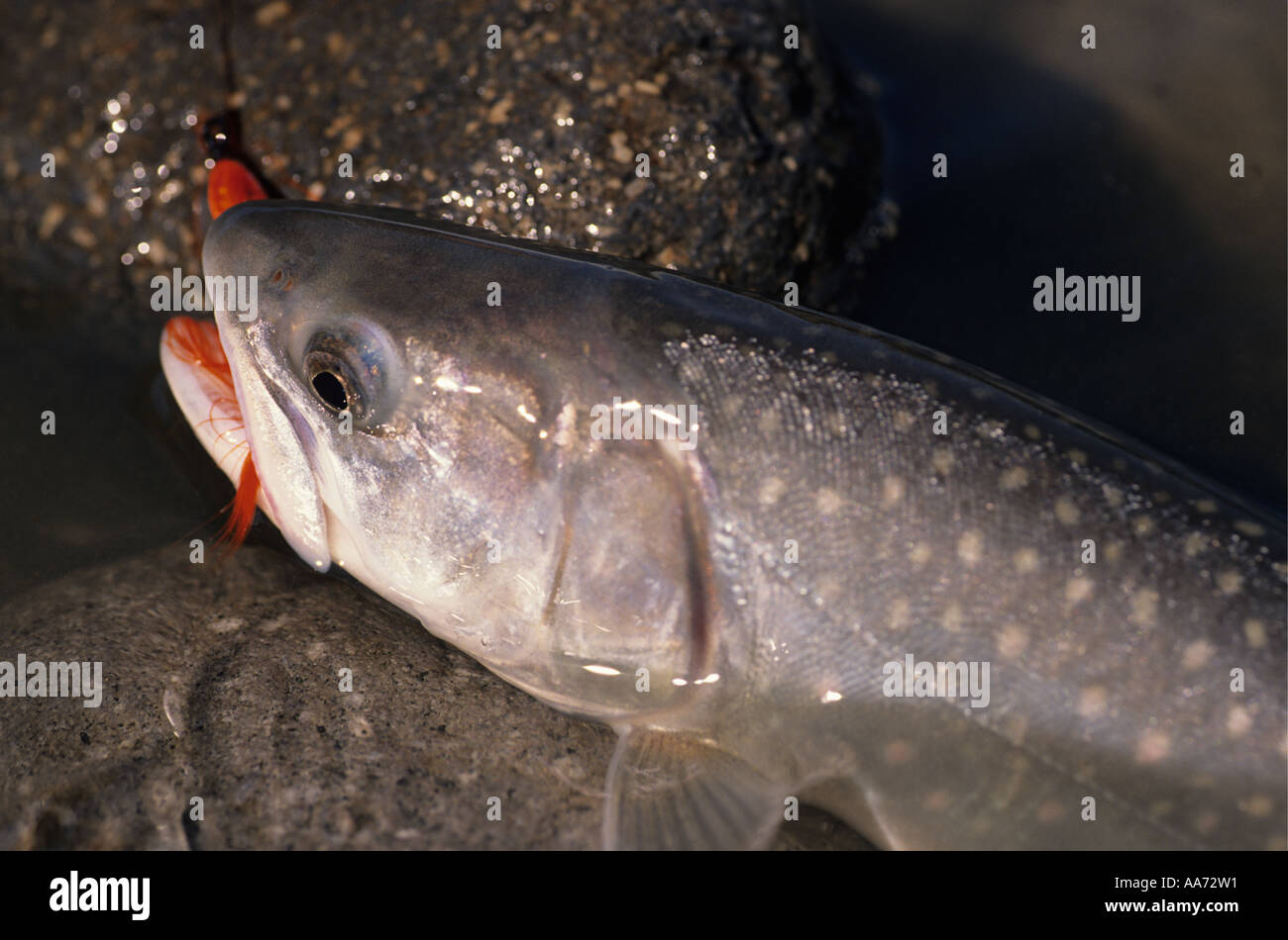 Bull trout Squamish River BC Stock Photo - Alamy