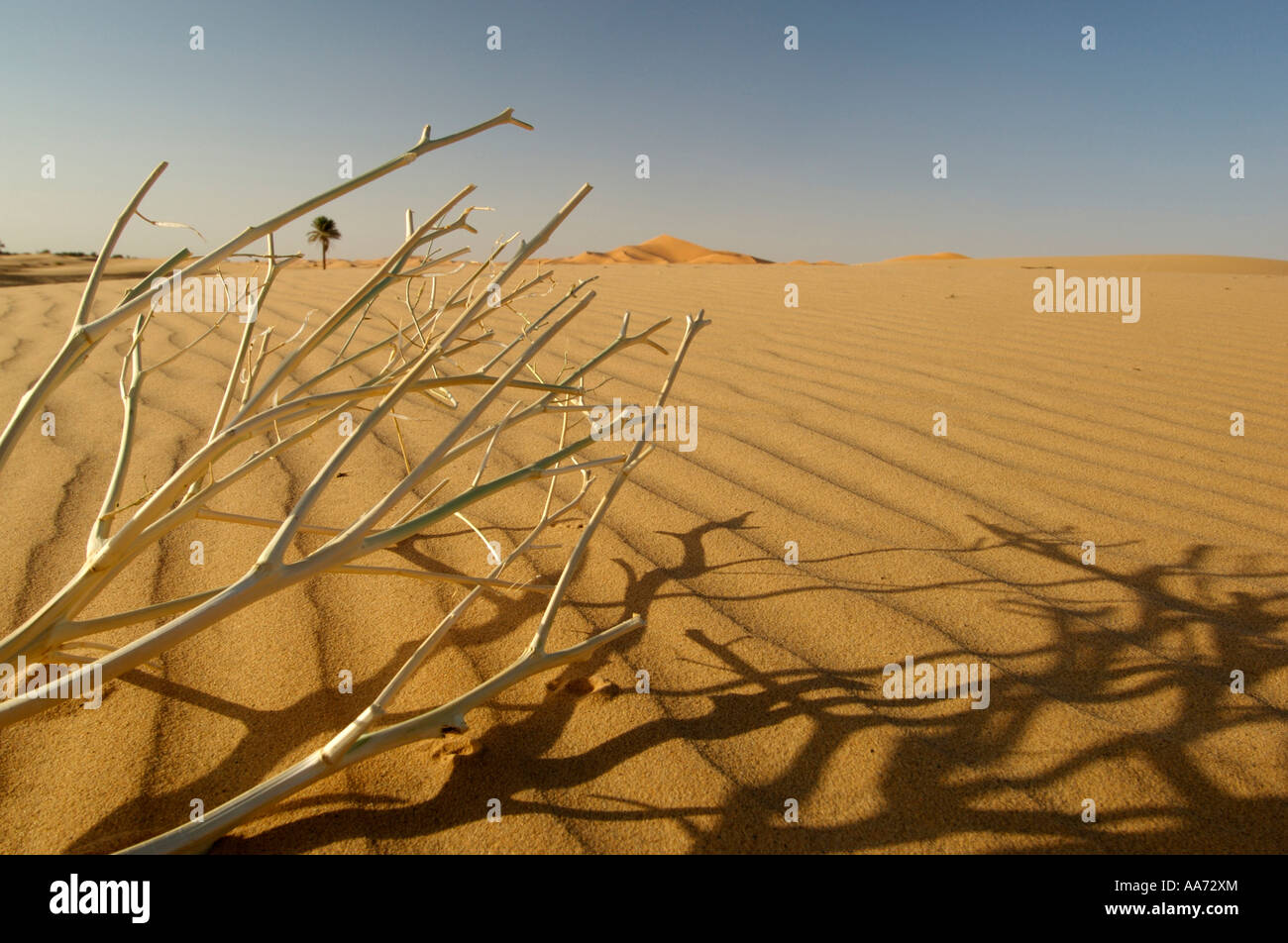 Dead wood twigs Sahara desert Morocco North Africa Stock Photo - Alamy