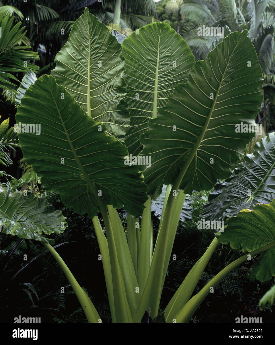 Taro plant hi-res stock photography and images - Alamy