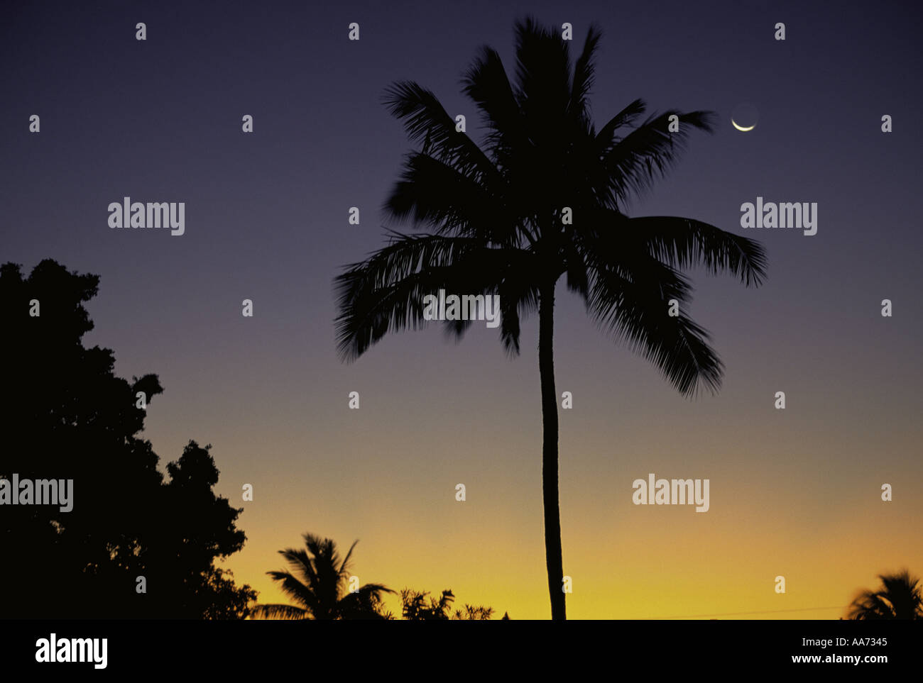 Sunset Coconut Palm Trees Stock Photo - Alamy