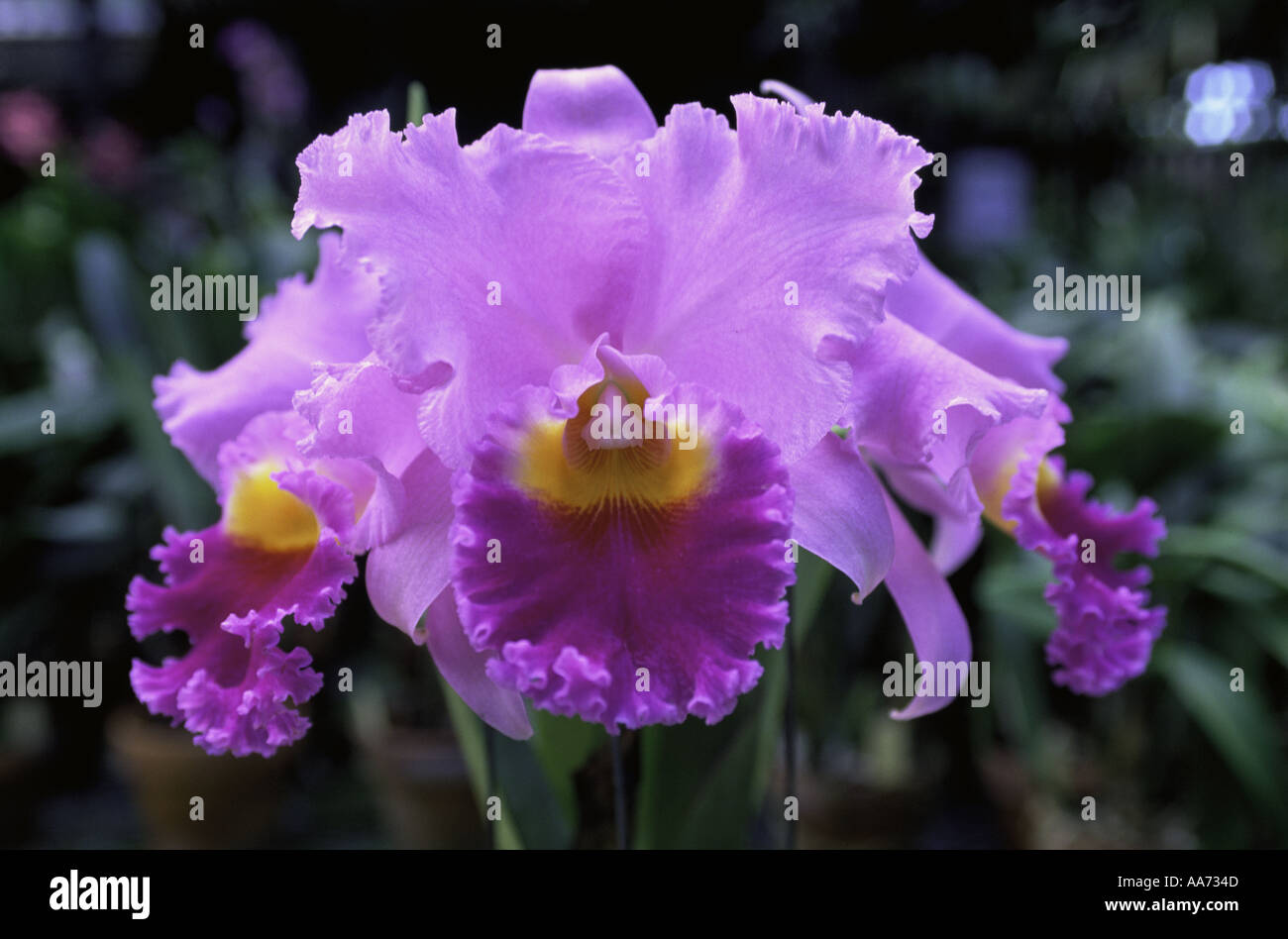 Fiji Orchid Stock Photos & Fiji Orchid Stock Images - Alamy