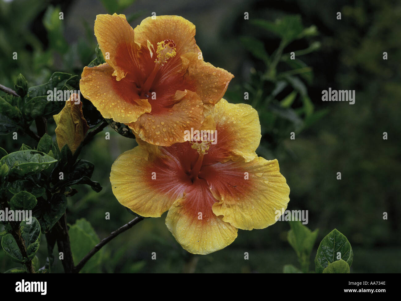 Hibiscus of moorea hi-res stock photography and images - Alamy