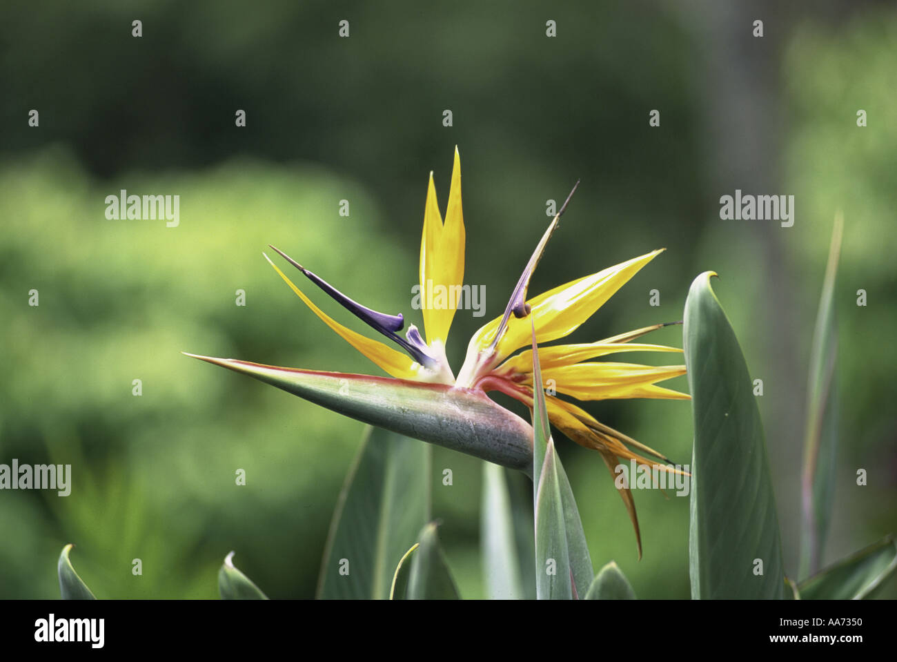 Tonga Bird High Resolution Stock Photography and Images - Alamy
