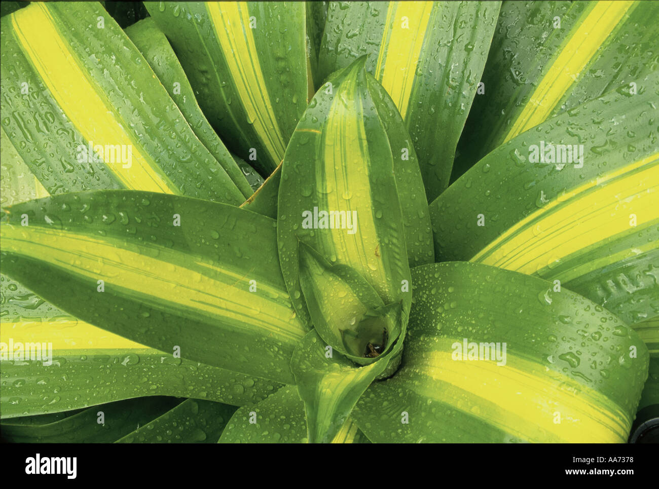 Bromeliad hawaii hi-res stock photography and images - Alamy