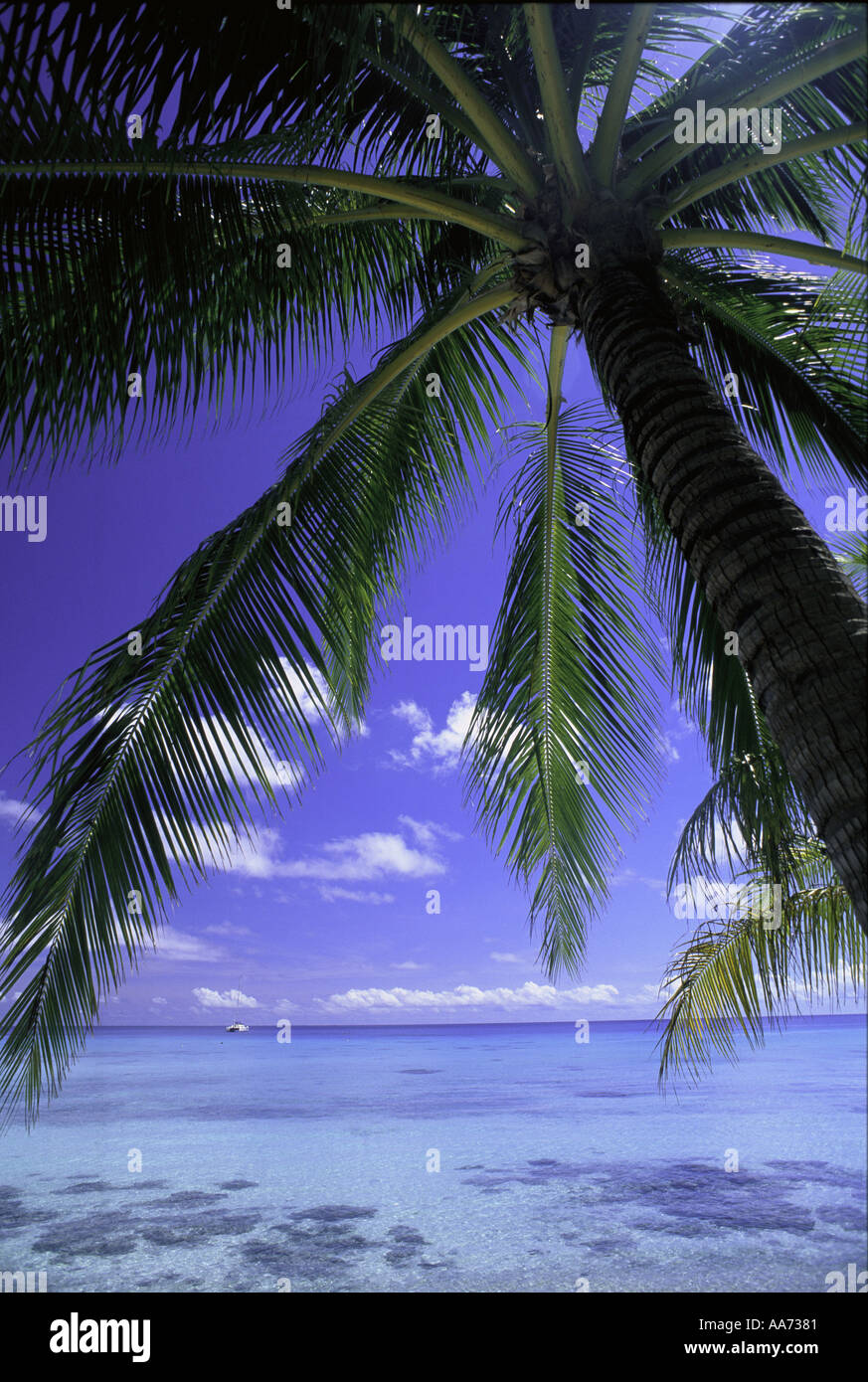 Palm tree rangiroa hi-res stock photography and images - Alamy