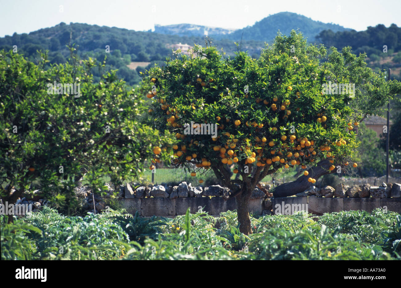 Orangetree hi-res stock photography and images - Alamy