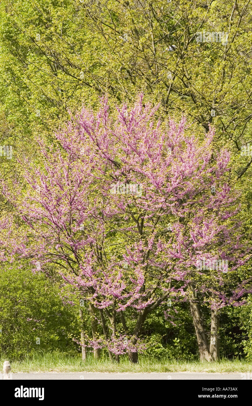 Many spring pink violet flowers of Eastern redbud - Cercis canadensis ...
