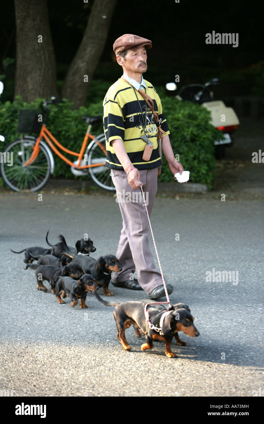 Little japanese dog hi-res stock photography and images - Alamy