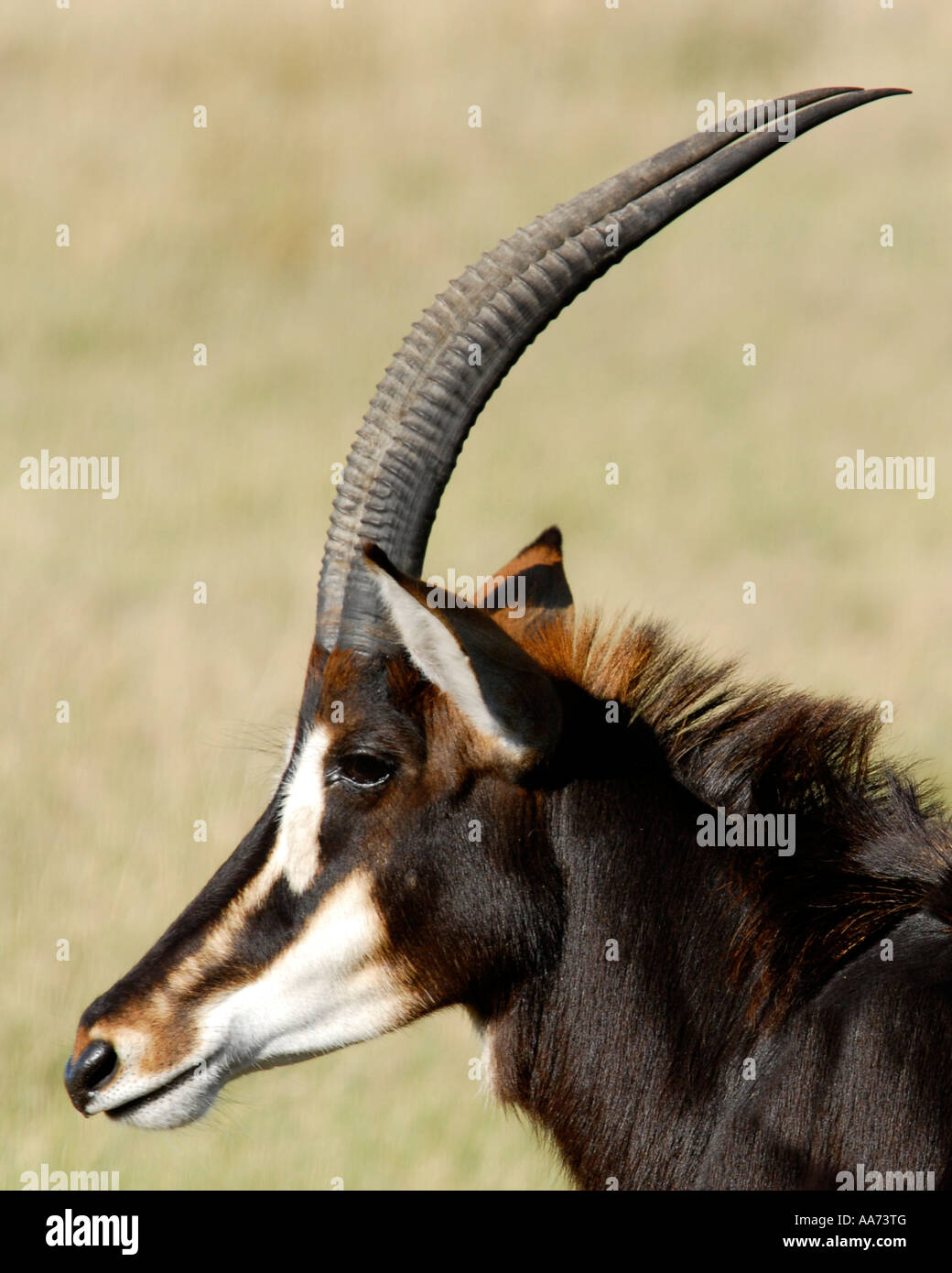 Sable Antelope Head